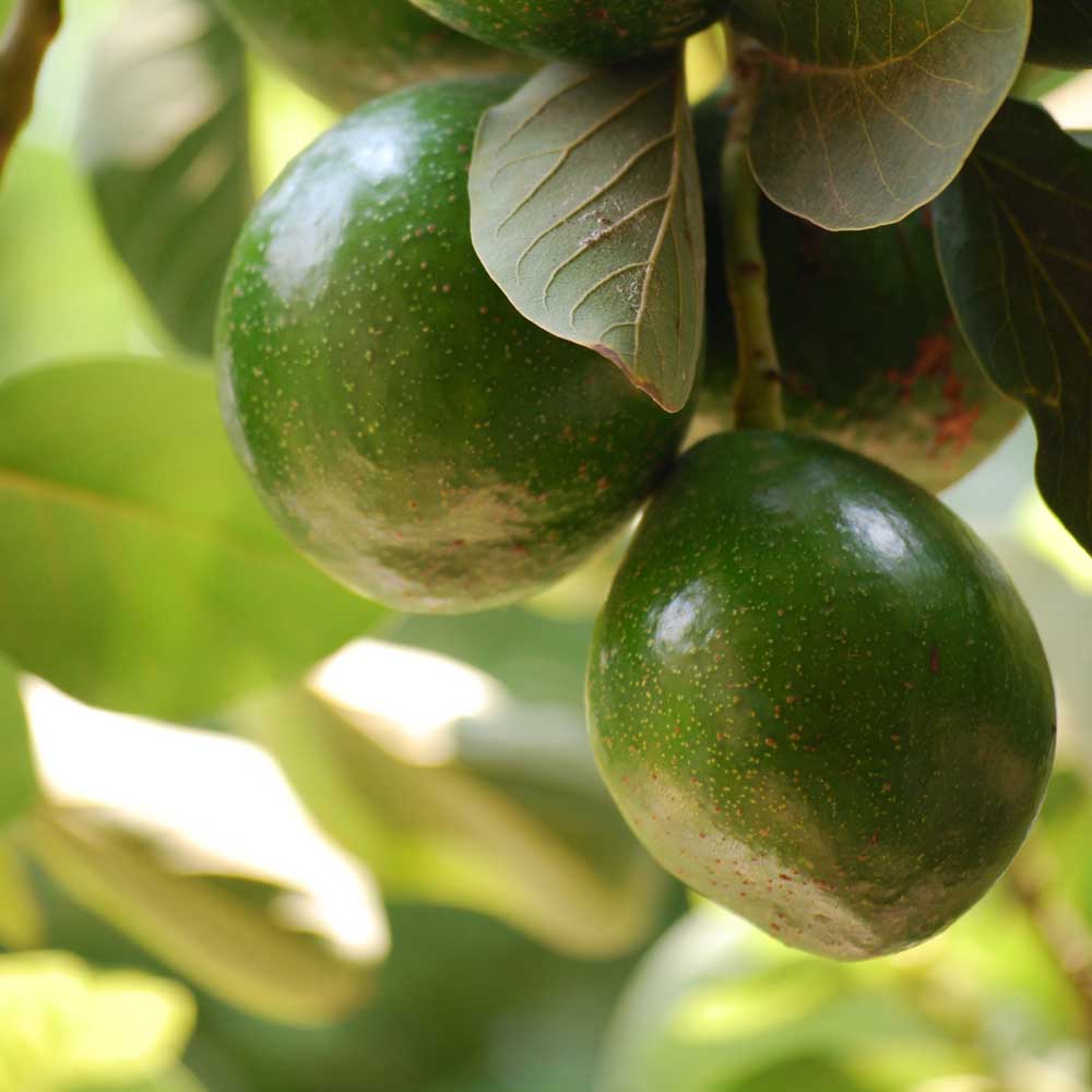 Aguacates Bacon » Sincret Fruits